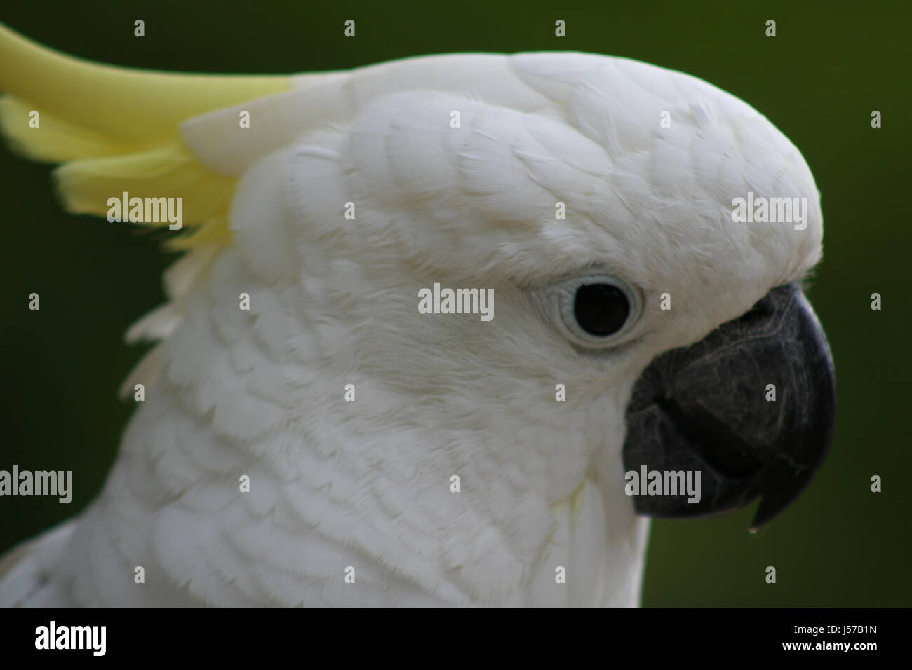 kakadu portrait 2 Stock Photo - Alamy