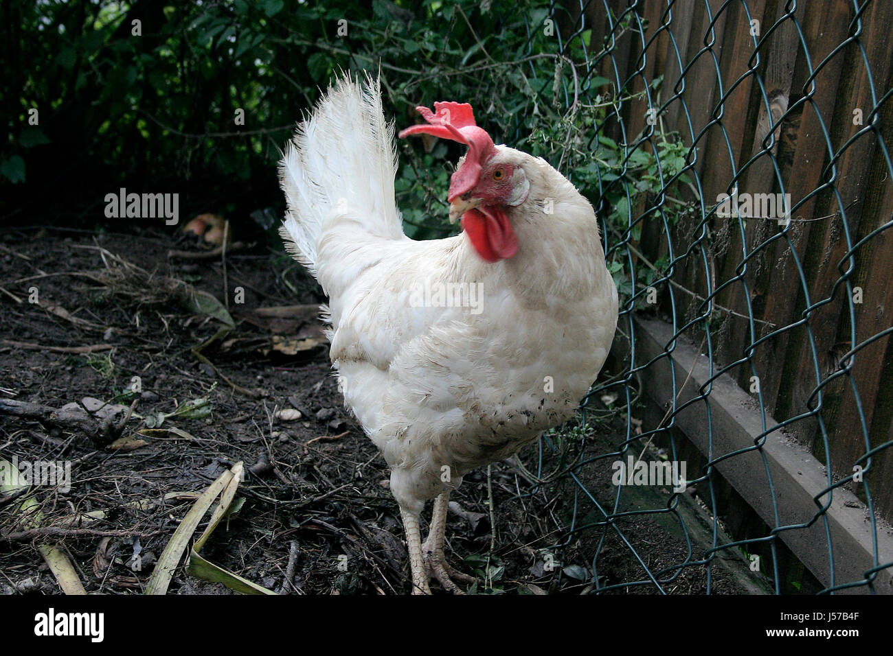 bird animals agriculture farming pets birds farm chicken chickens hens ...