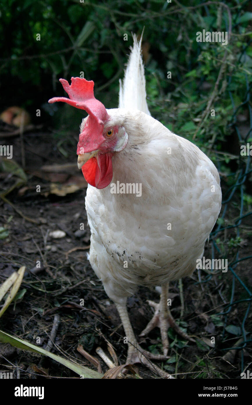bird animals agriculture farming pets birds farm chicken chickens hens ...