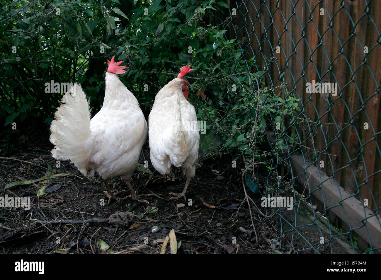 bird animals agriculture farming pets birds farm chicken chickens hens ...