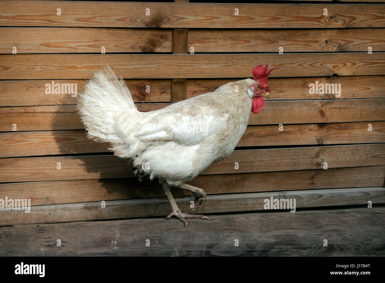 bird animals agriculture farming pets birds farm chicken chickens hens ...