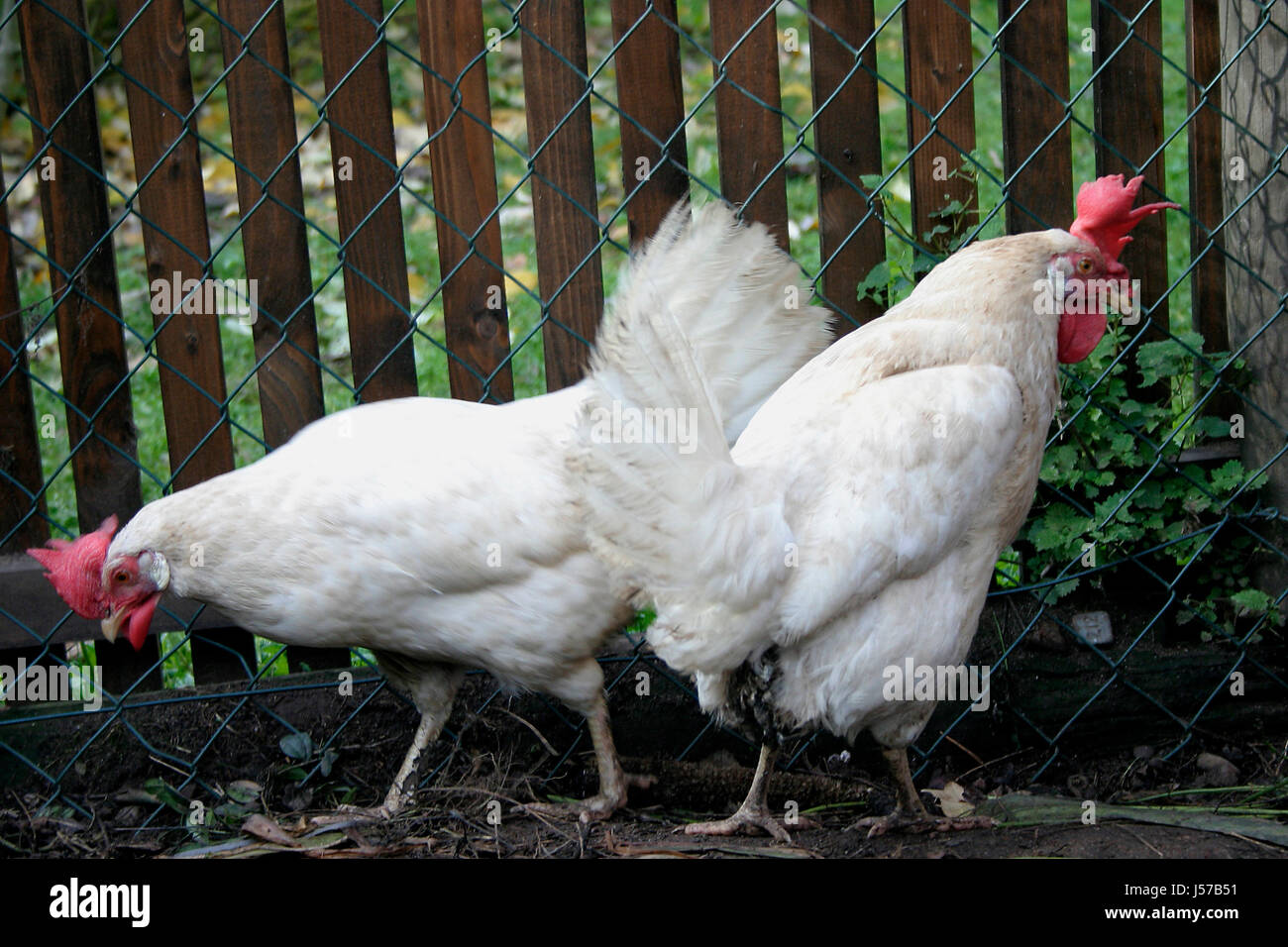 bird animals agriculture farming pets birds farm chicken chickens hens ...
