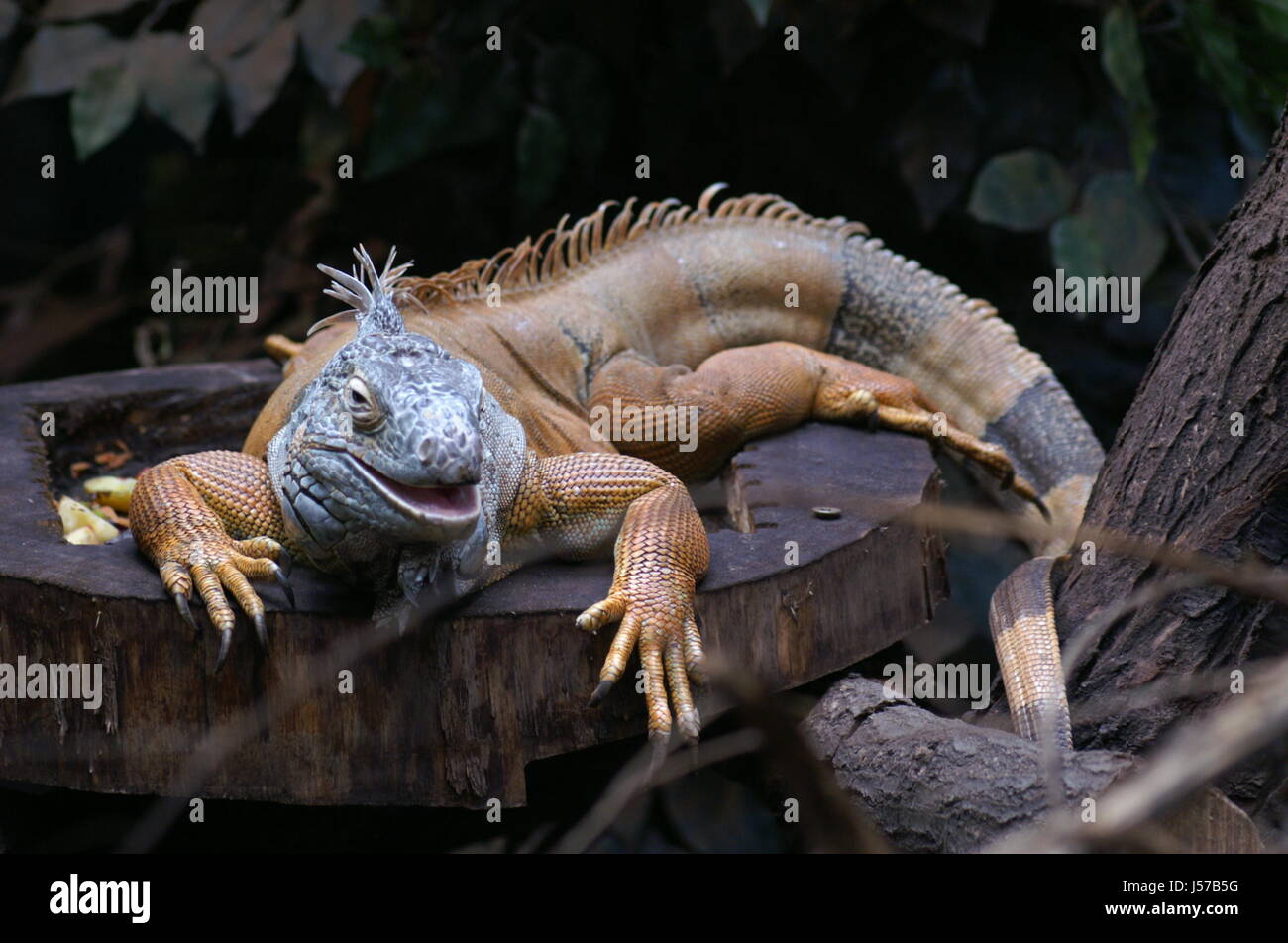 animals saurian watchful zoo iguana Duisburg facilitate ease resting ...