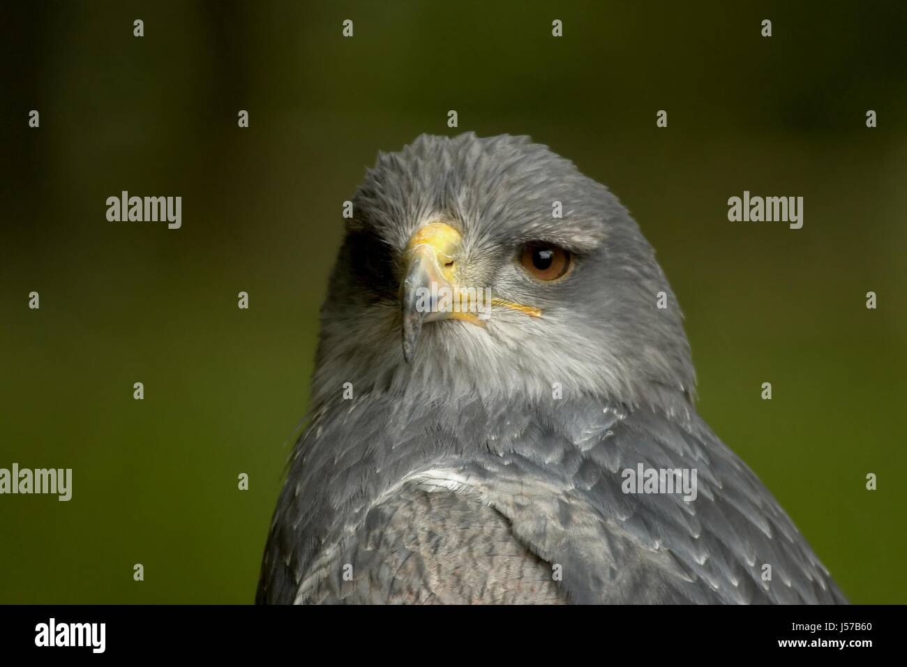 blue bird green eye organ birds animal portrait raptor beak tele one ...