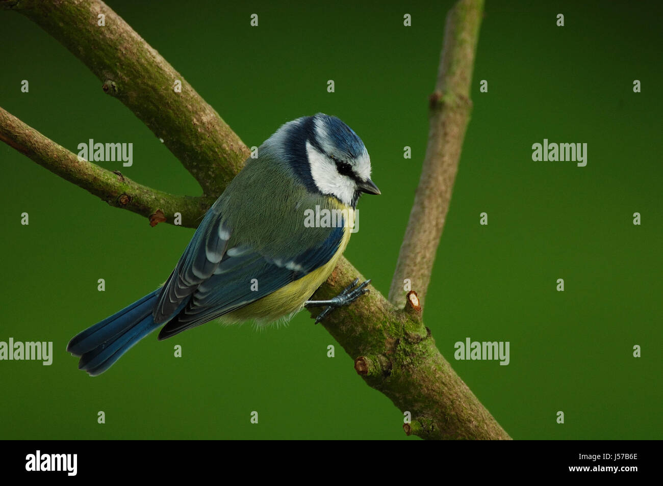 bird birds wildlife titmouse singing-bird blue tit bobolinks titmice ...