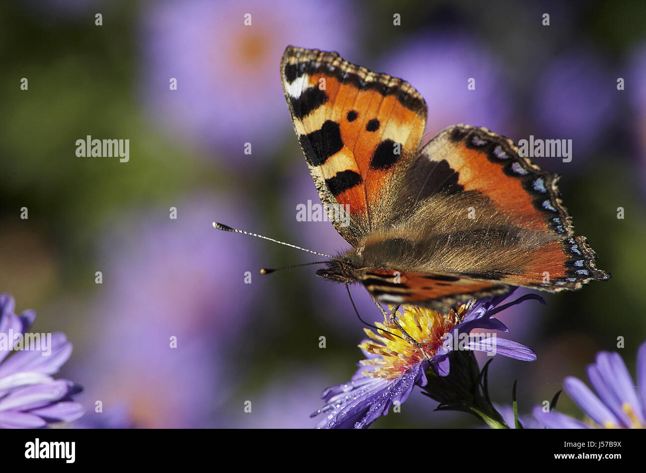 animal insect butterfly wing hovel fragile aster dyer staint pigment ...