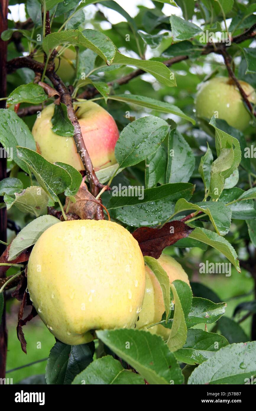 apple tree pome fruit apples apple harvest time plantation orcharding ...
