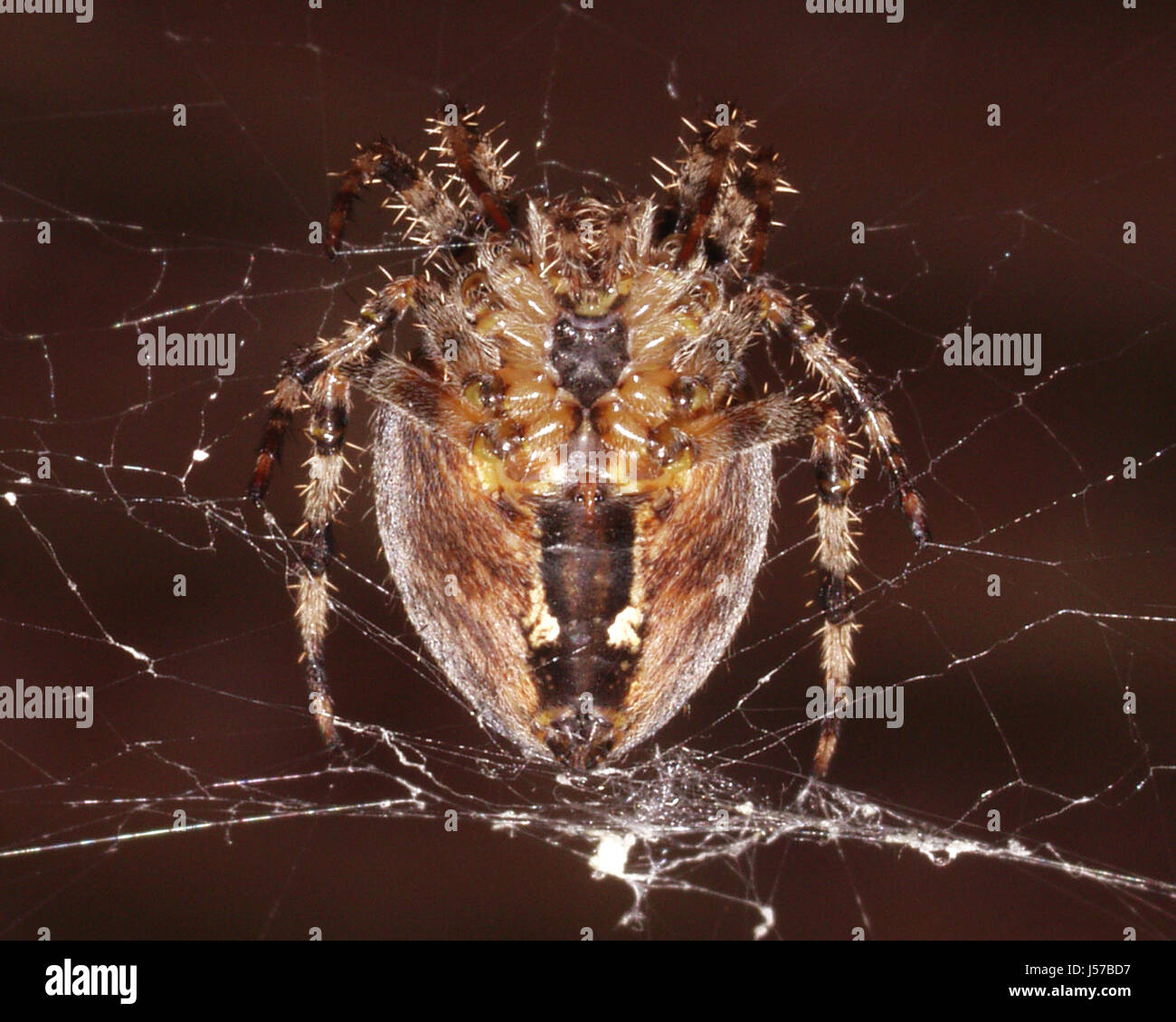 Spider and the fly hi-res stock photography and images - Alamy