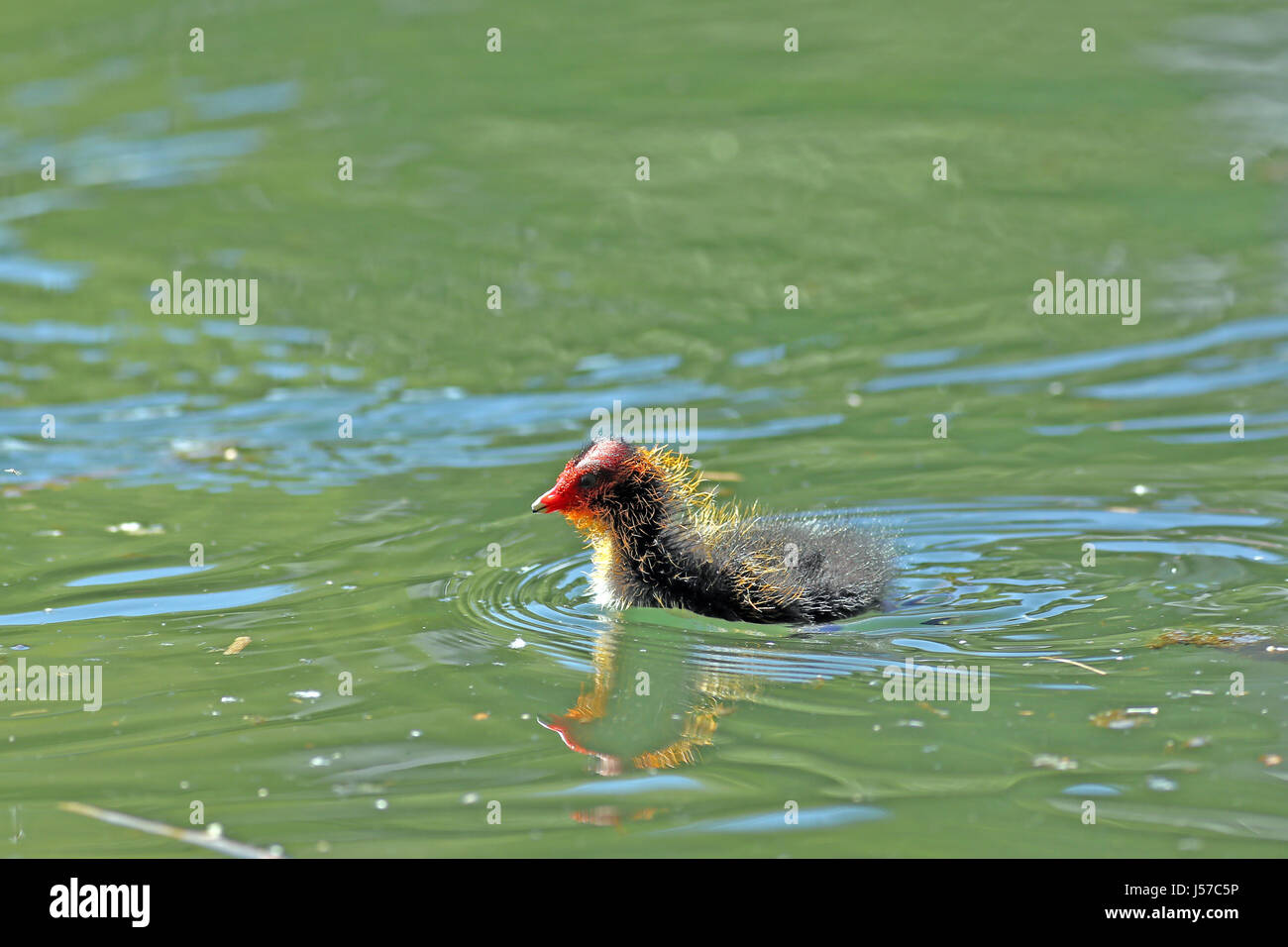 Habitat water birds hi-res stock photography and images - Alamy