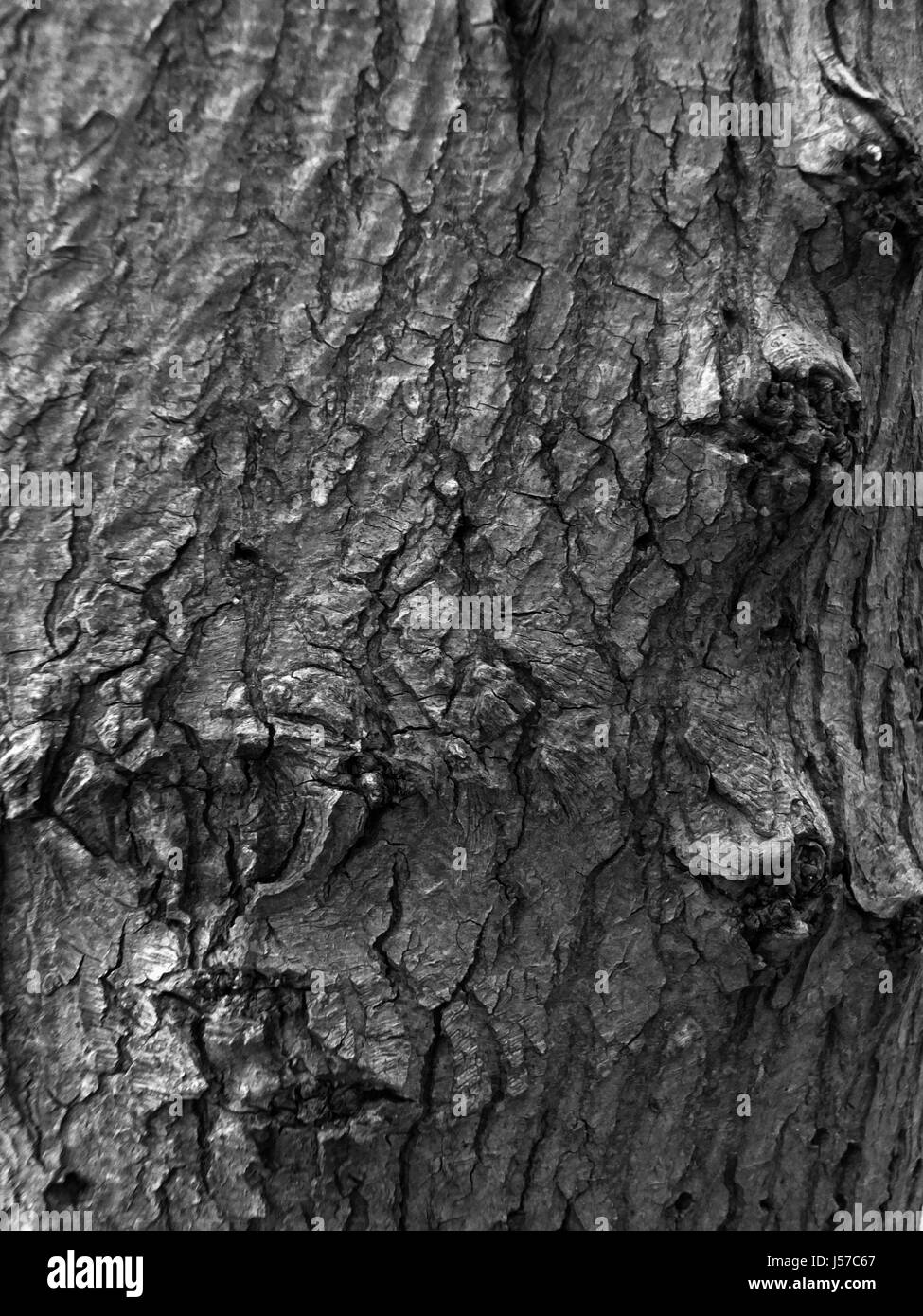 Oak and pine Black and White Stock Photos & Images - Alamy