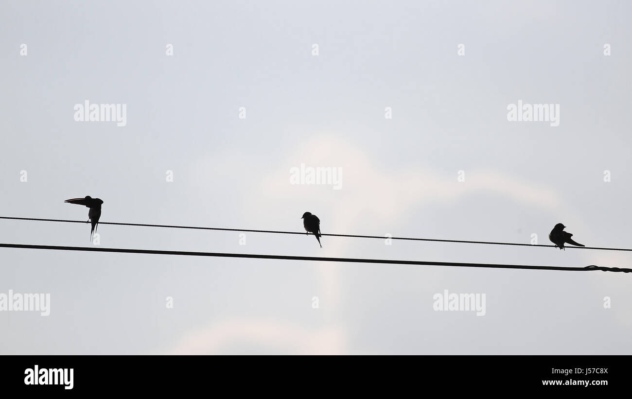 Powerline bird hi-res stock photography and images - Alamy
