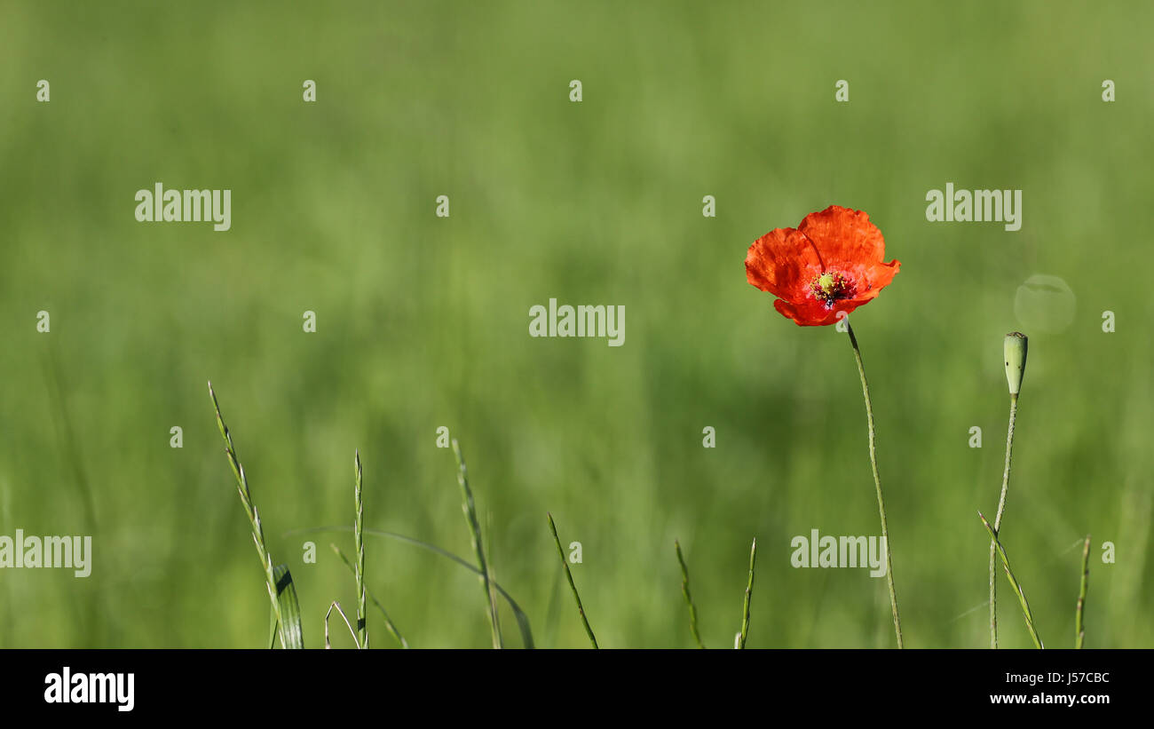 Single red poppy flower in green field Stock Photo - Alamy