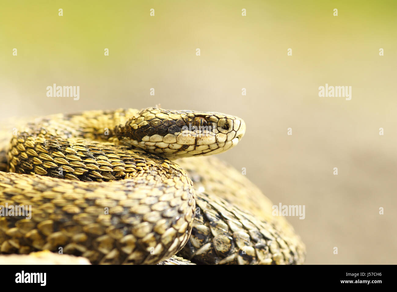 Scary snake hi-res stock photography and images - Alamy