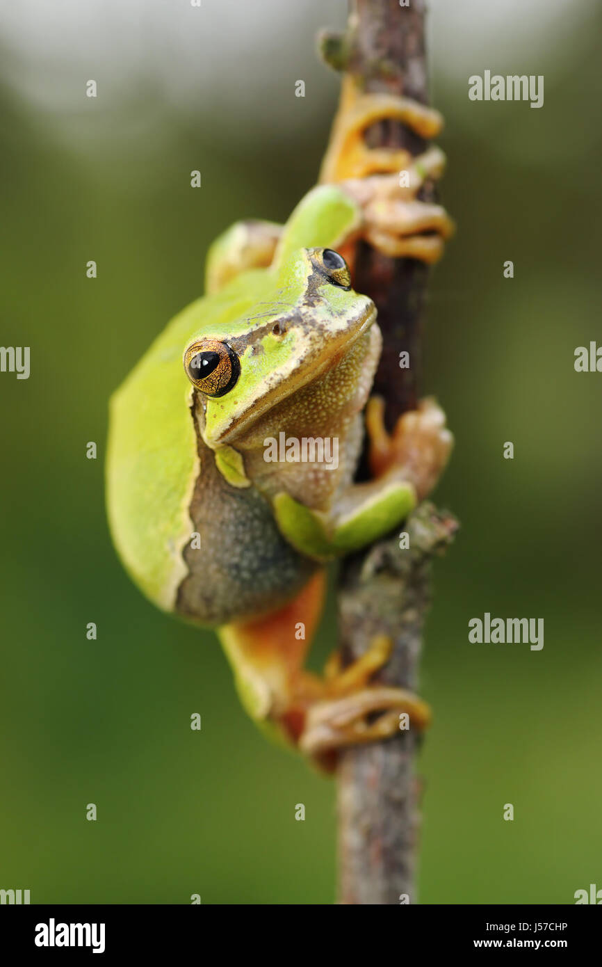 Cute tree frog hi-res stock photography and images - Alamy