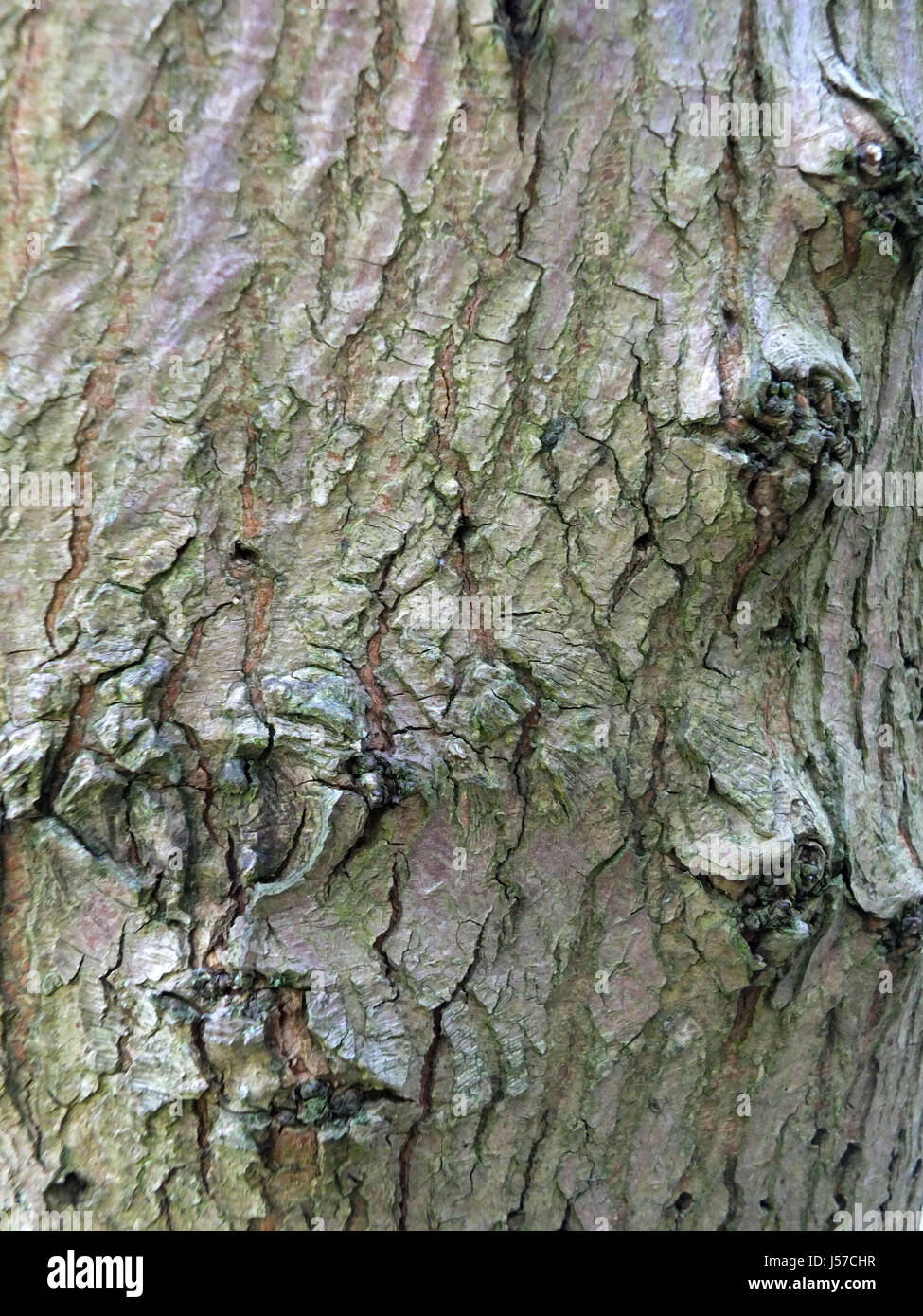 oak bark texture with grey and green color Stock Photo - Alamy