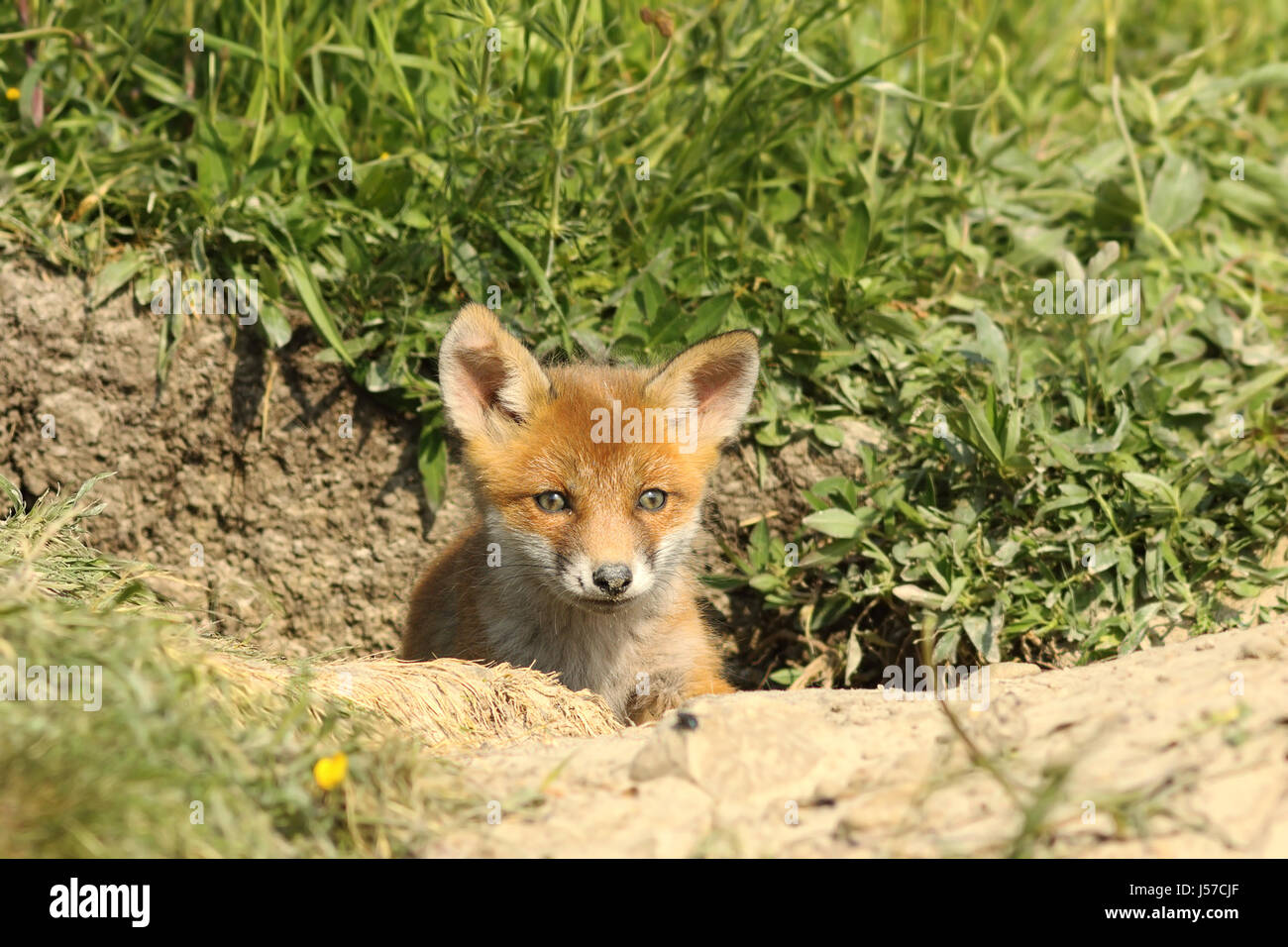 cute red fox cub portrait at the entrance of the den ( Vulpes Stock ...