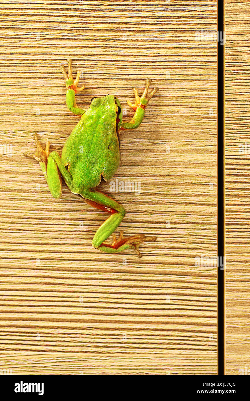 cute green tree frog climbing on furniture ( Hyla arborea Stock Photo ...