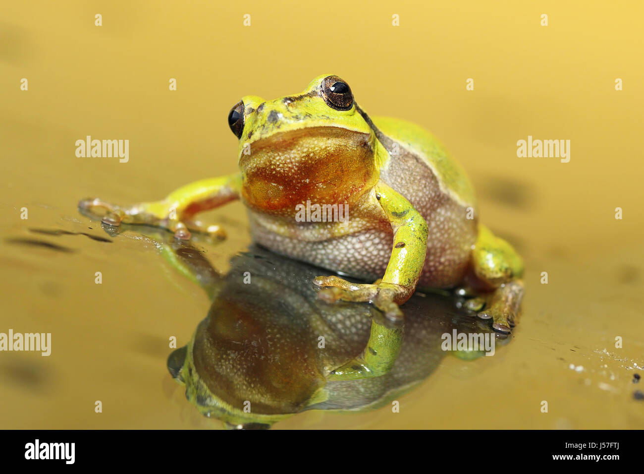 cute tree frog looking at the camera ( Hyla arborea, male curious ...