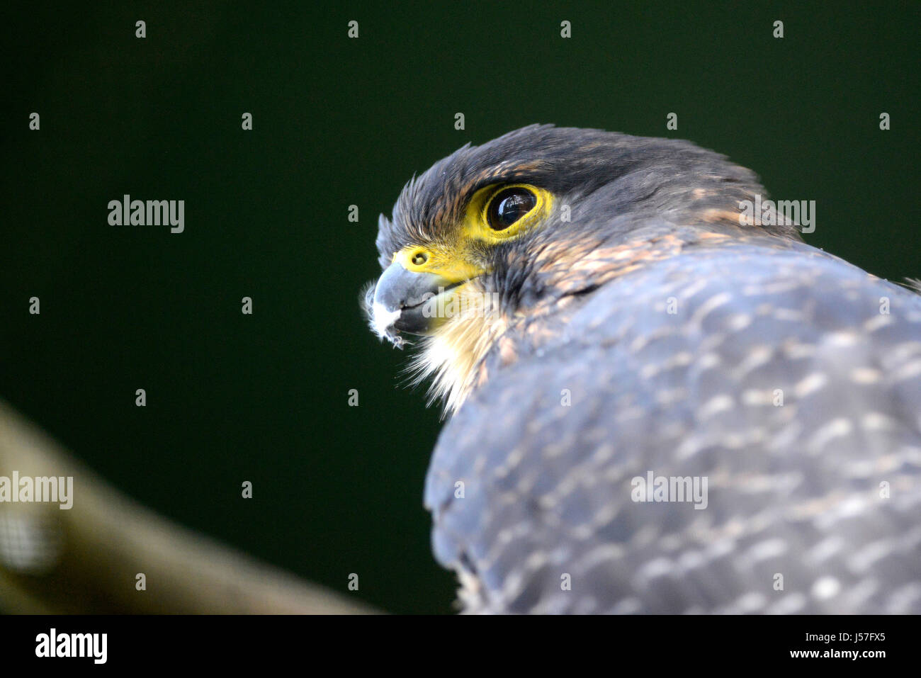 Close up of a New Zealand falcon or k?rearea (Falco novaeseelandiae ...