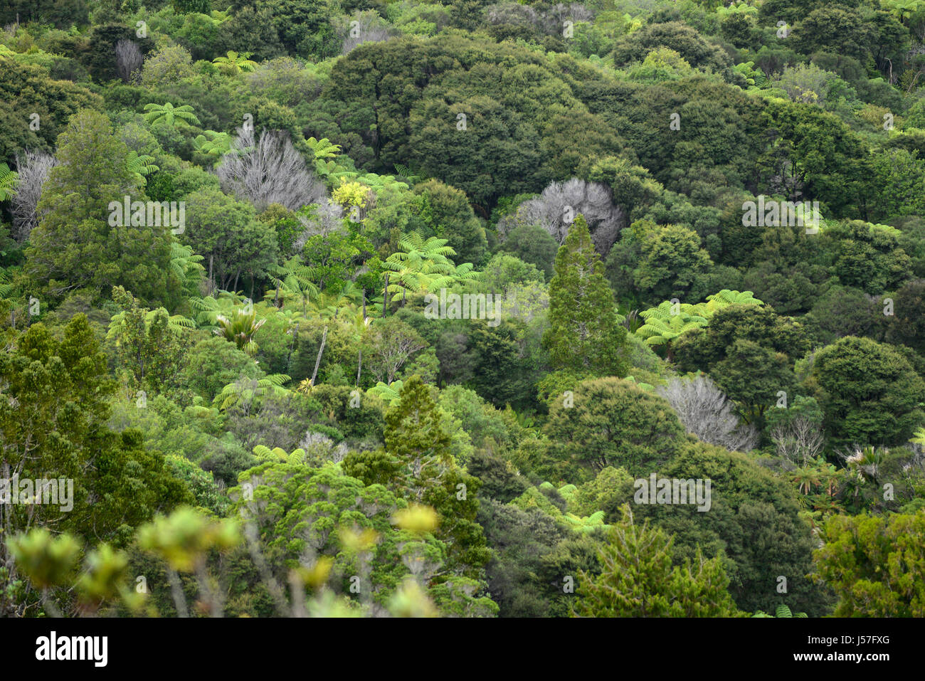 Waitakere aerial hi-res stock photography and images - Alamy