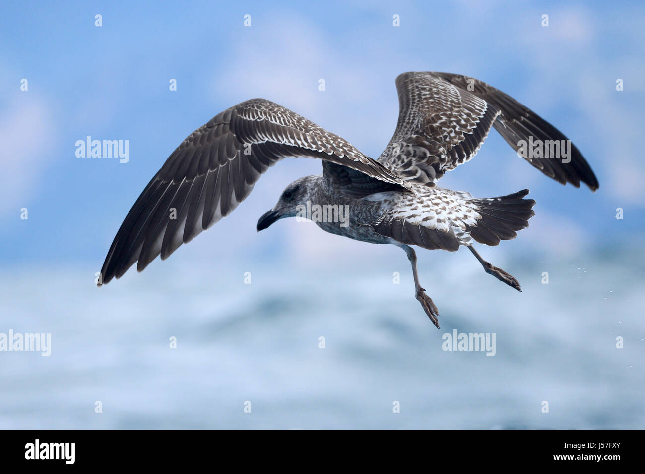 Skua flying hi-res stock photography and images - Alamy