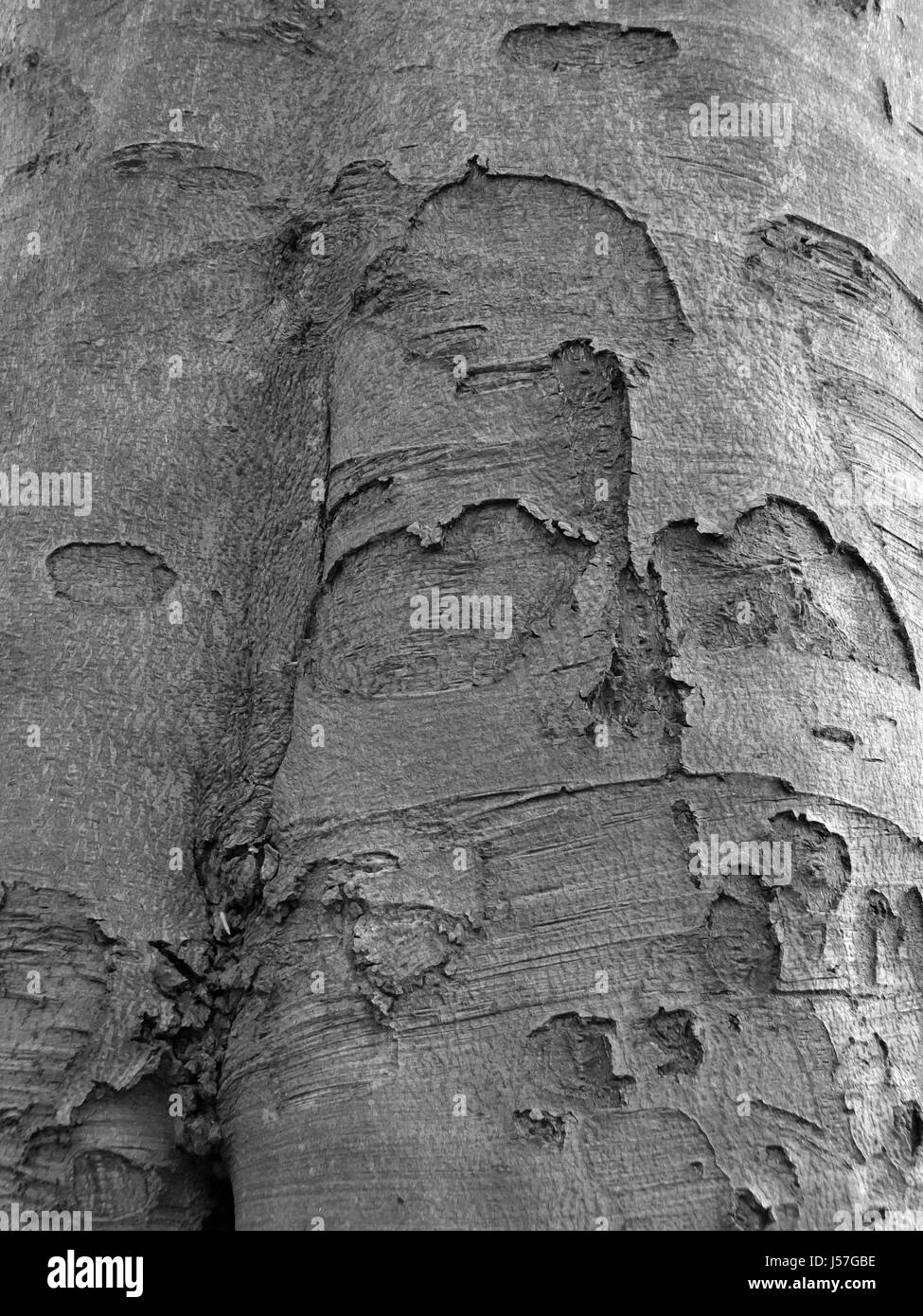 Bark beech tree texture Black and White Stock Photos & Images - Alamy