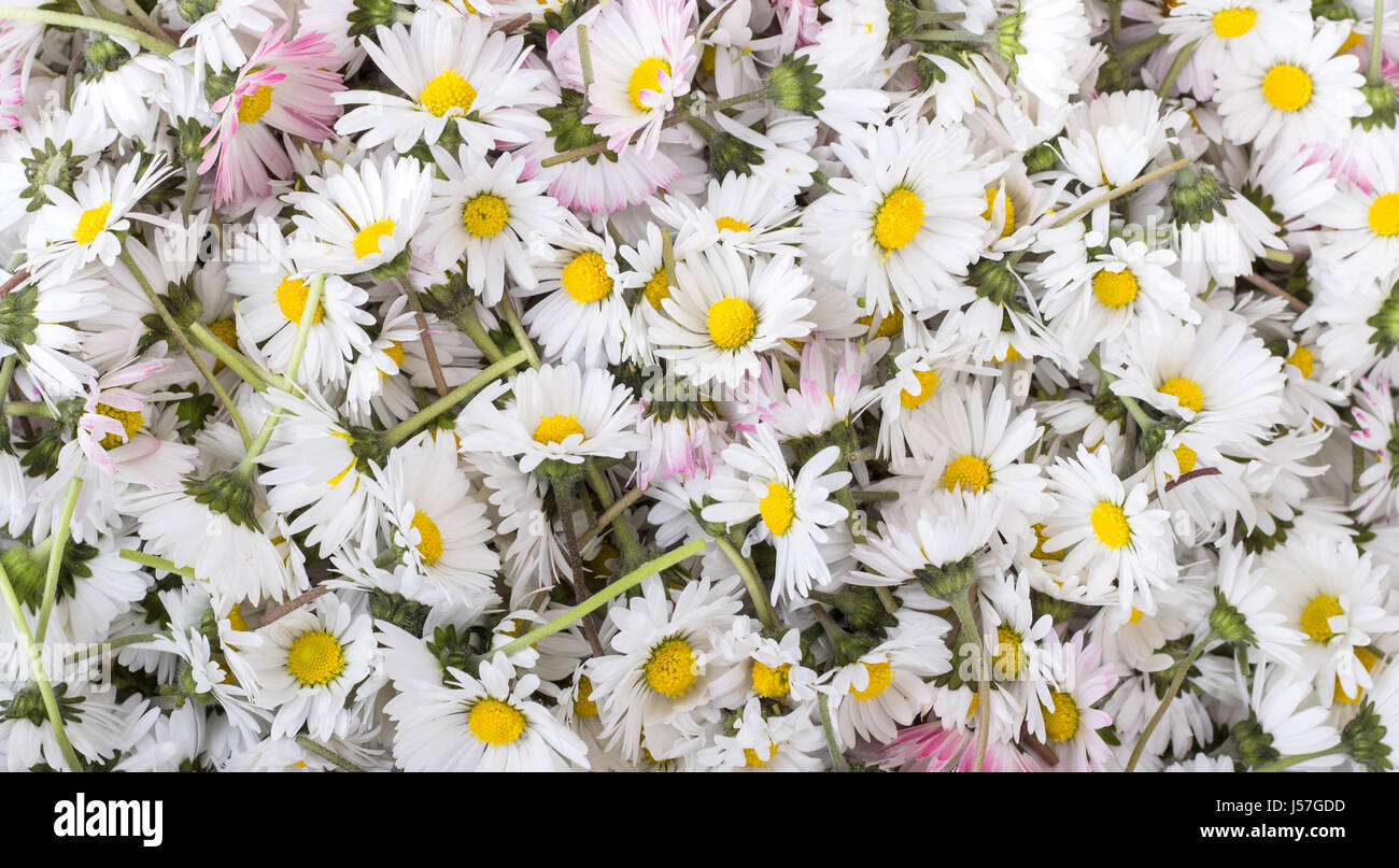 Overhead pink and yellow daisies hi-res stock photography and images ...
