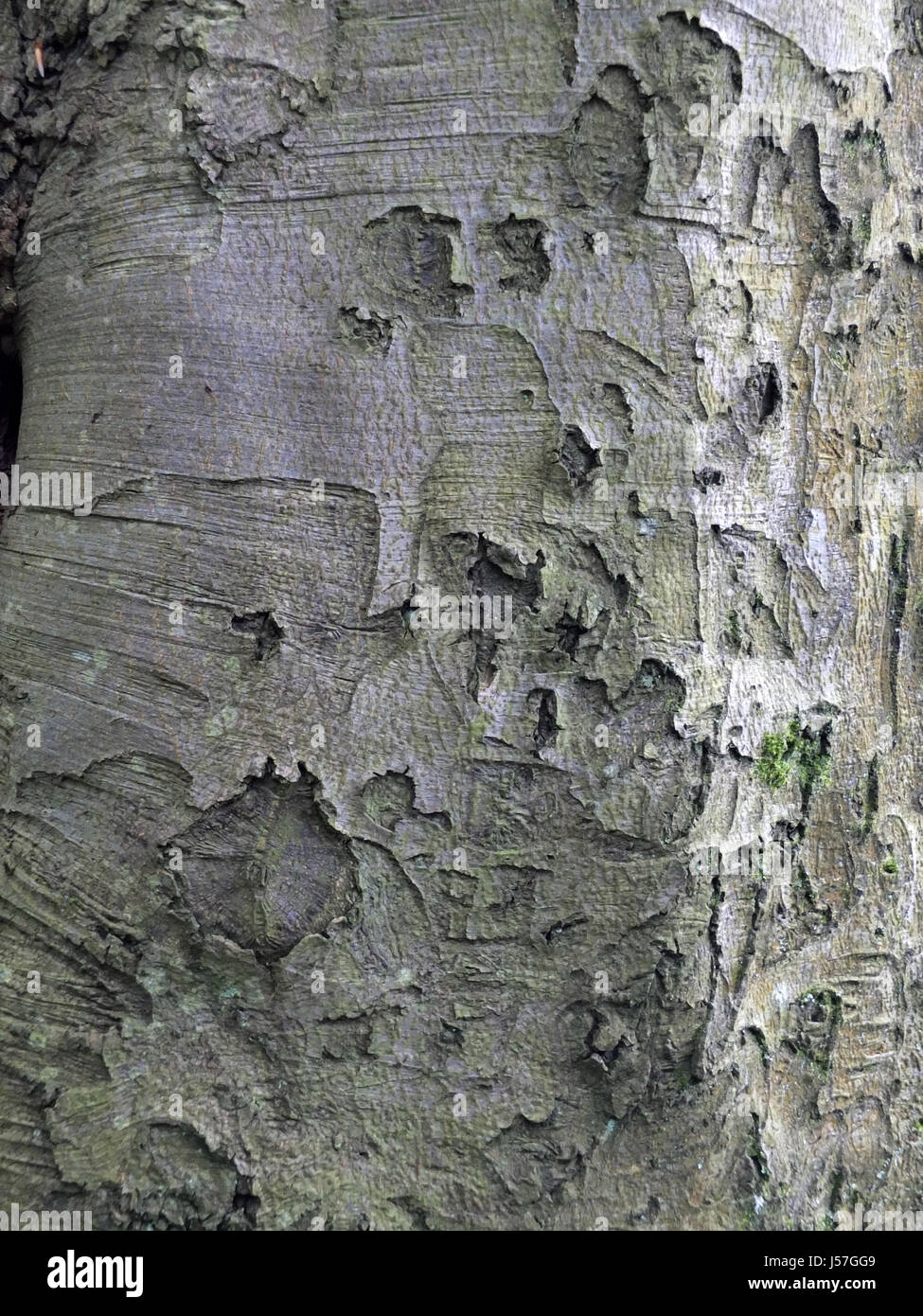 Bark on sycamore tree hi-res stock photography and images - Alamy