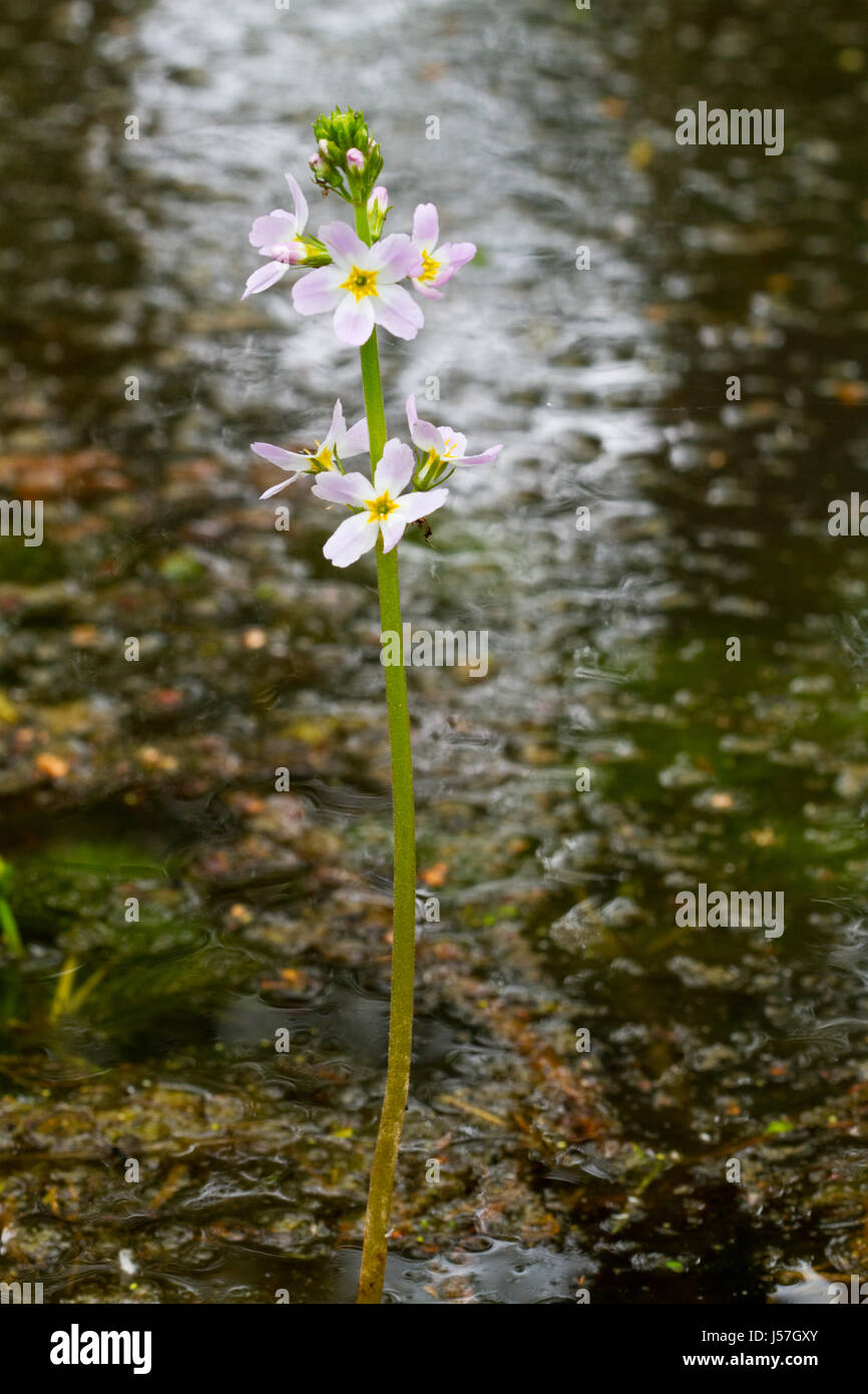 Flower of Water violet (Hottonia palustris) in a river Stock Photo - Alamy