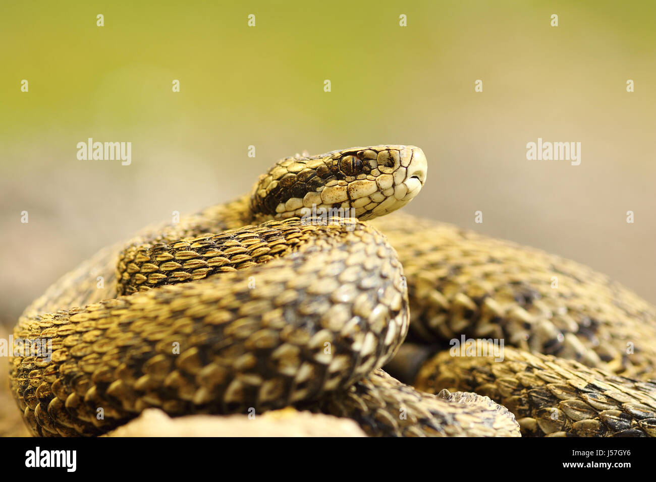 the elusive hungarian meadow viper, one of the rarest snakes in Europe ...