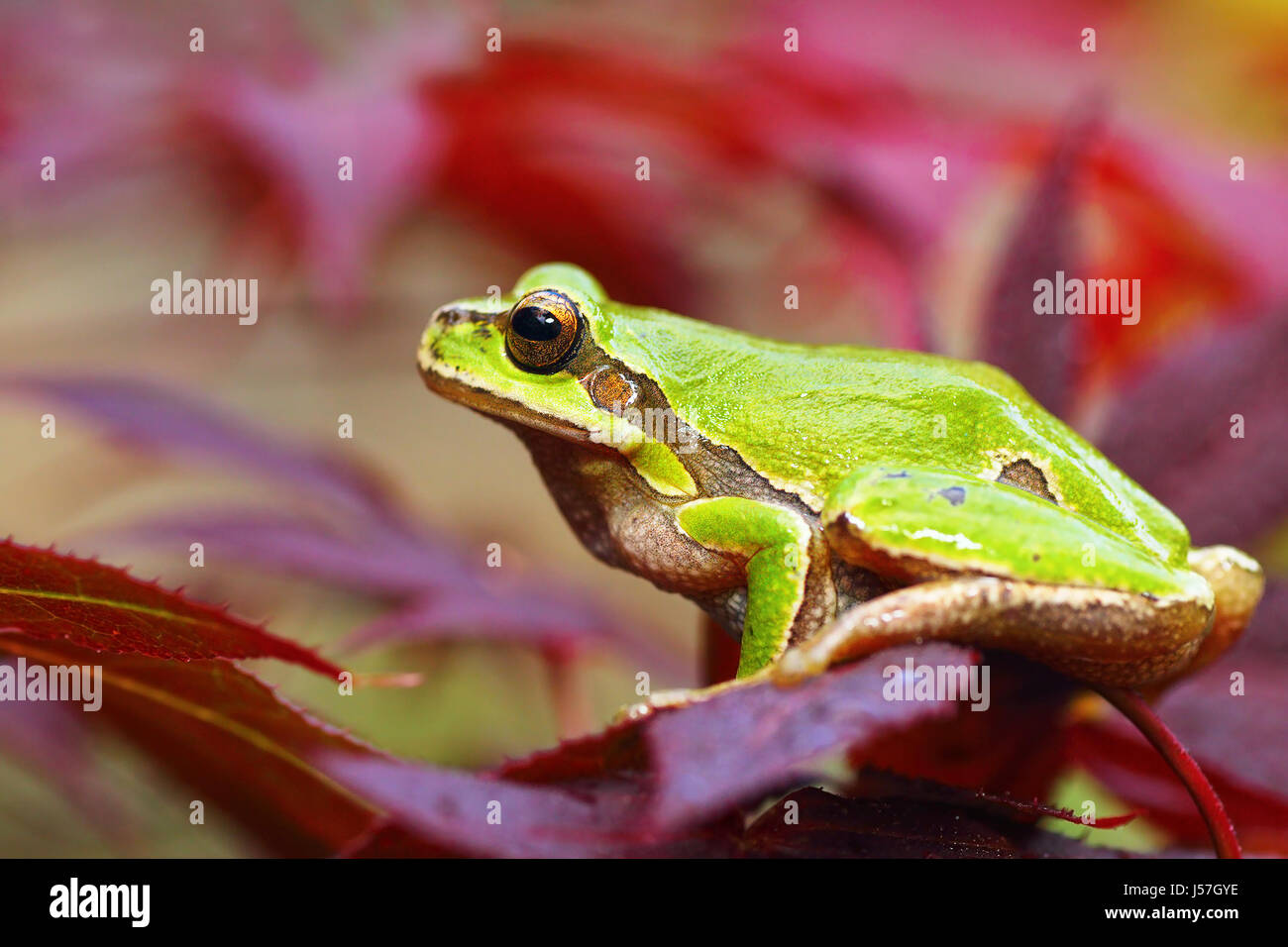 Japanese tree frog hi-res stock photography and images - Alamy