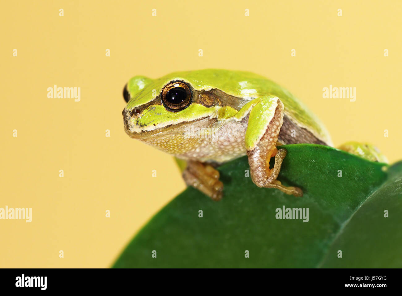 Frog standing hi-res stock photography and images - Alamy