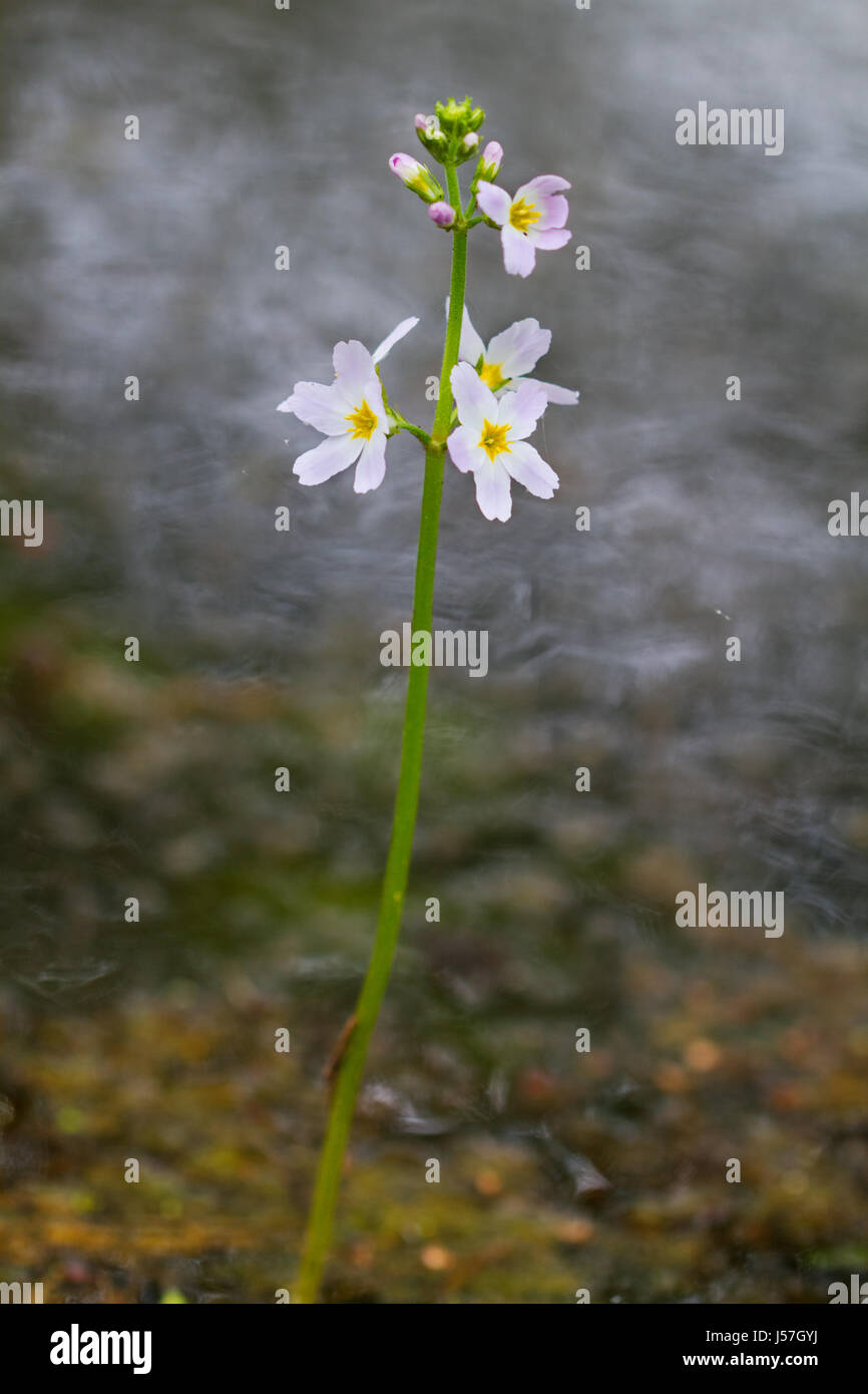 Flower of Water violet (Hottonia palustris) in a river Stock Photo - Alamy