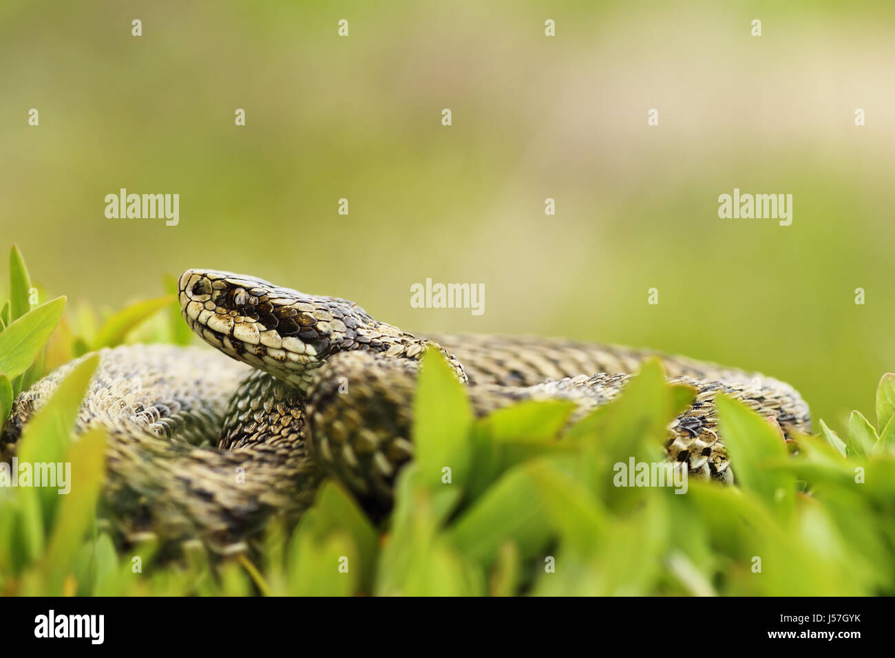 Dangerous snakes of europe hi-res stock photography and images - Alamy