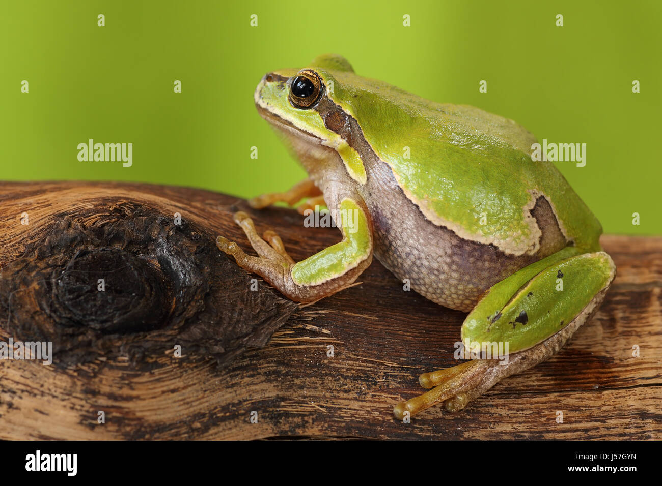 Female green tree frog hi-res stock photography and images - Alamy