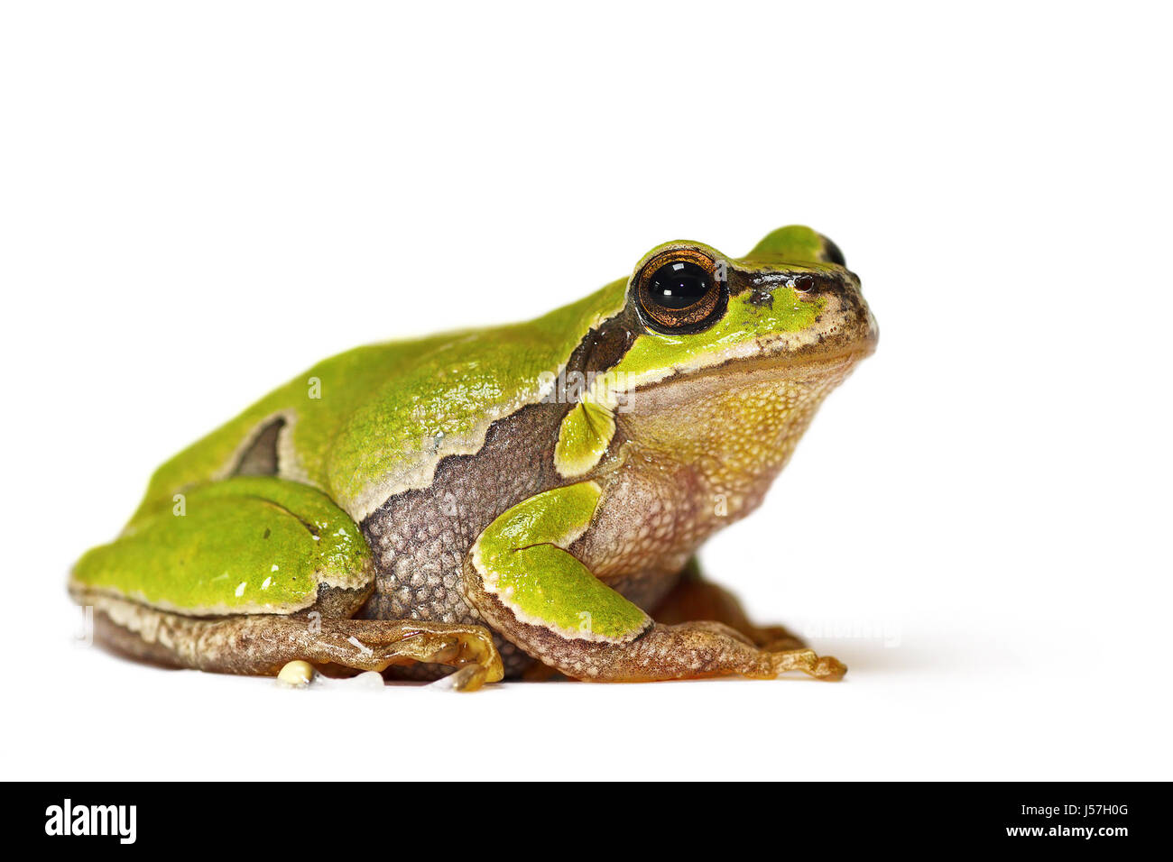 Looking up tree green Cut Out Stock Images & Pictures - Alamy