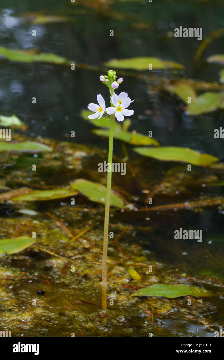 Flower of Water violet (Hottonia palustris) in a river Stock Photo - Alamy