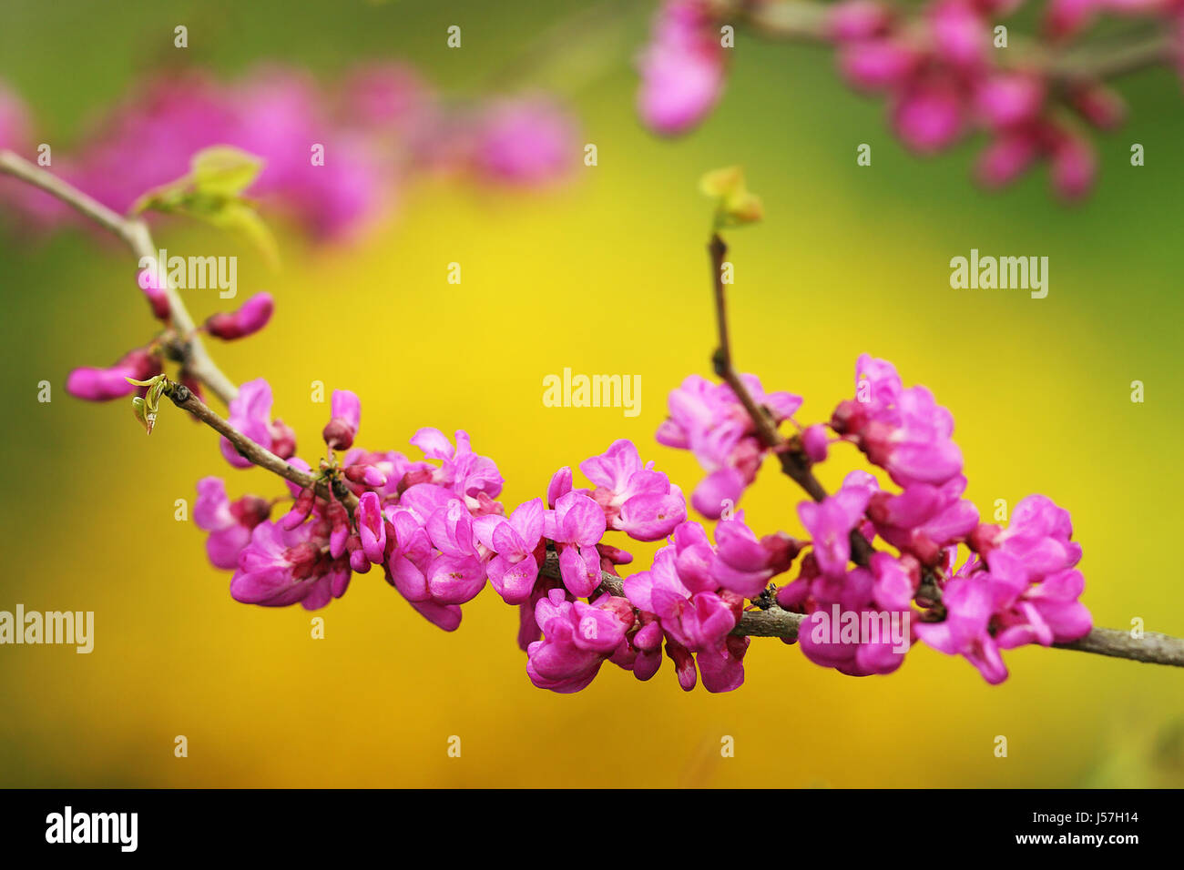 Yoshino cherry blossom tree hi-res stock photography and images - Alamy