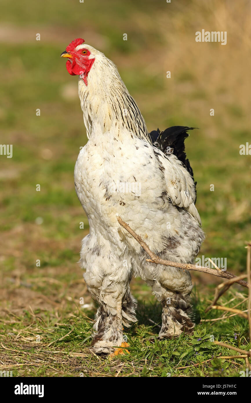 large rooster walking on meadow near the bio farm Stock Photo - Alamy
