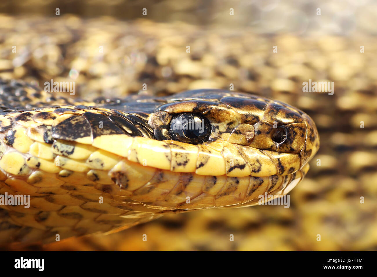 Carnivorous reptile hi-res stock photography and images - Alamy