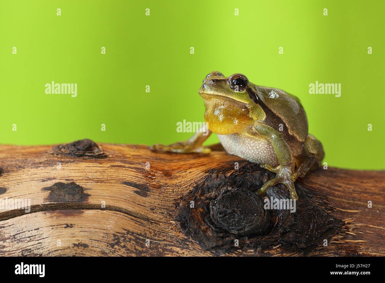 male tree frog singing on a wood stump ( Hyla arborea Stock Photo - Alamy
