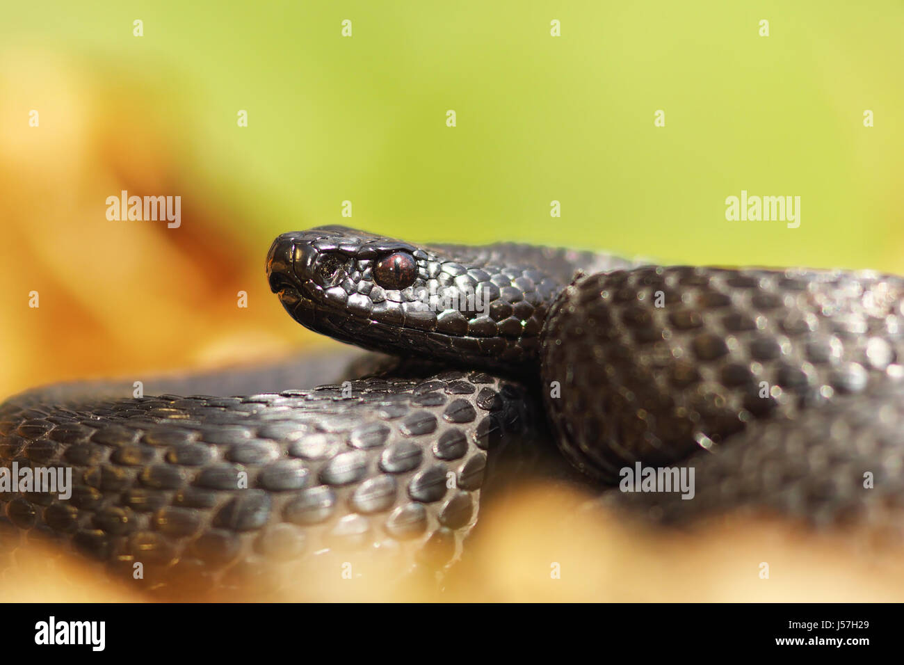 melanistic nikolsky viper portrait ( Vipera berus nikolskii Stock Photo ...