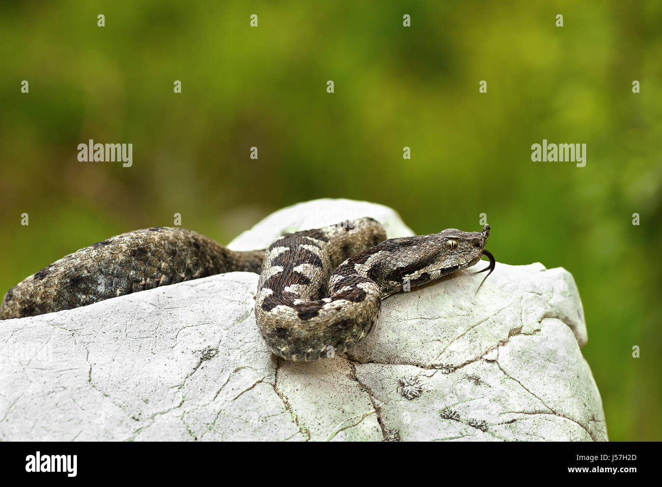 Horn nose viper snake hi-res stock photography and images - Alamy