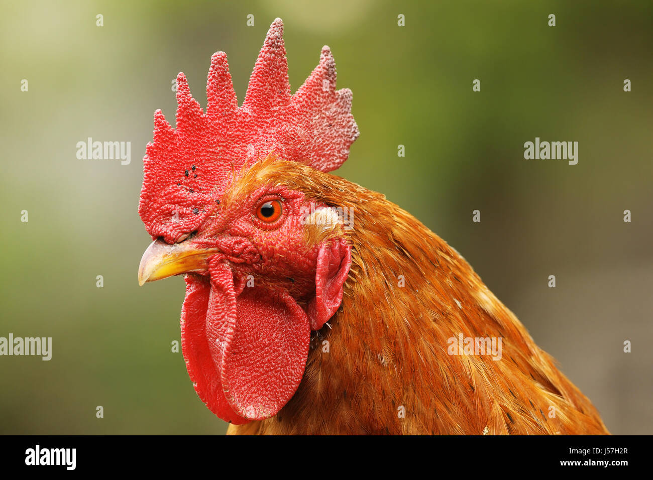 portrait of beautiful proud rooster, focus on the eye of animal Stock ...