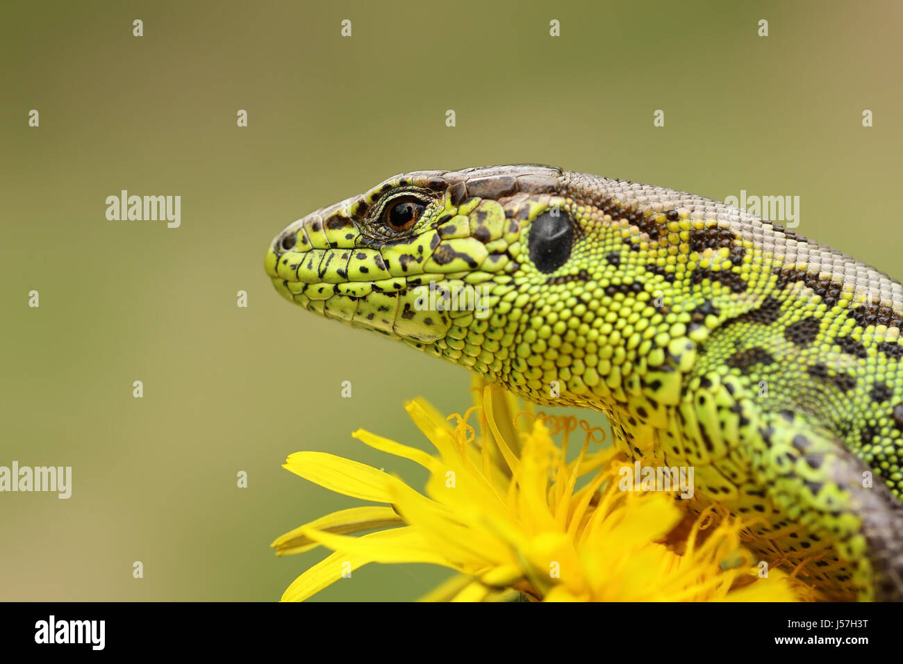 Dinosaur skin texture hi-res stock photography and images - Alamy