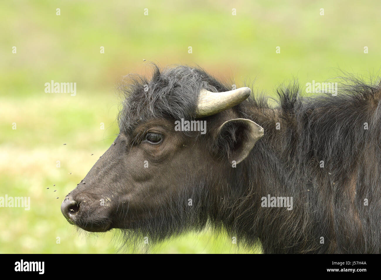 Buffalo profile hi-res stock photography and images - Alamy