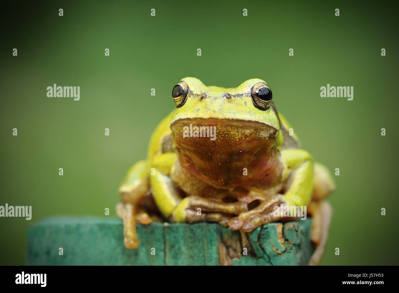 tree frog looking at camera ( Hyla arborea Stock Photo - Alamy