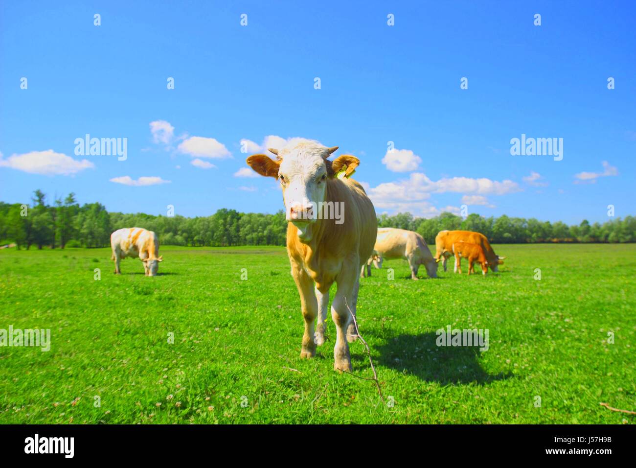 Cows in field Stock Photo - Alamy