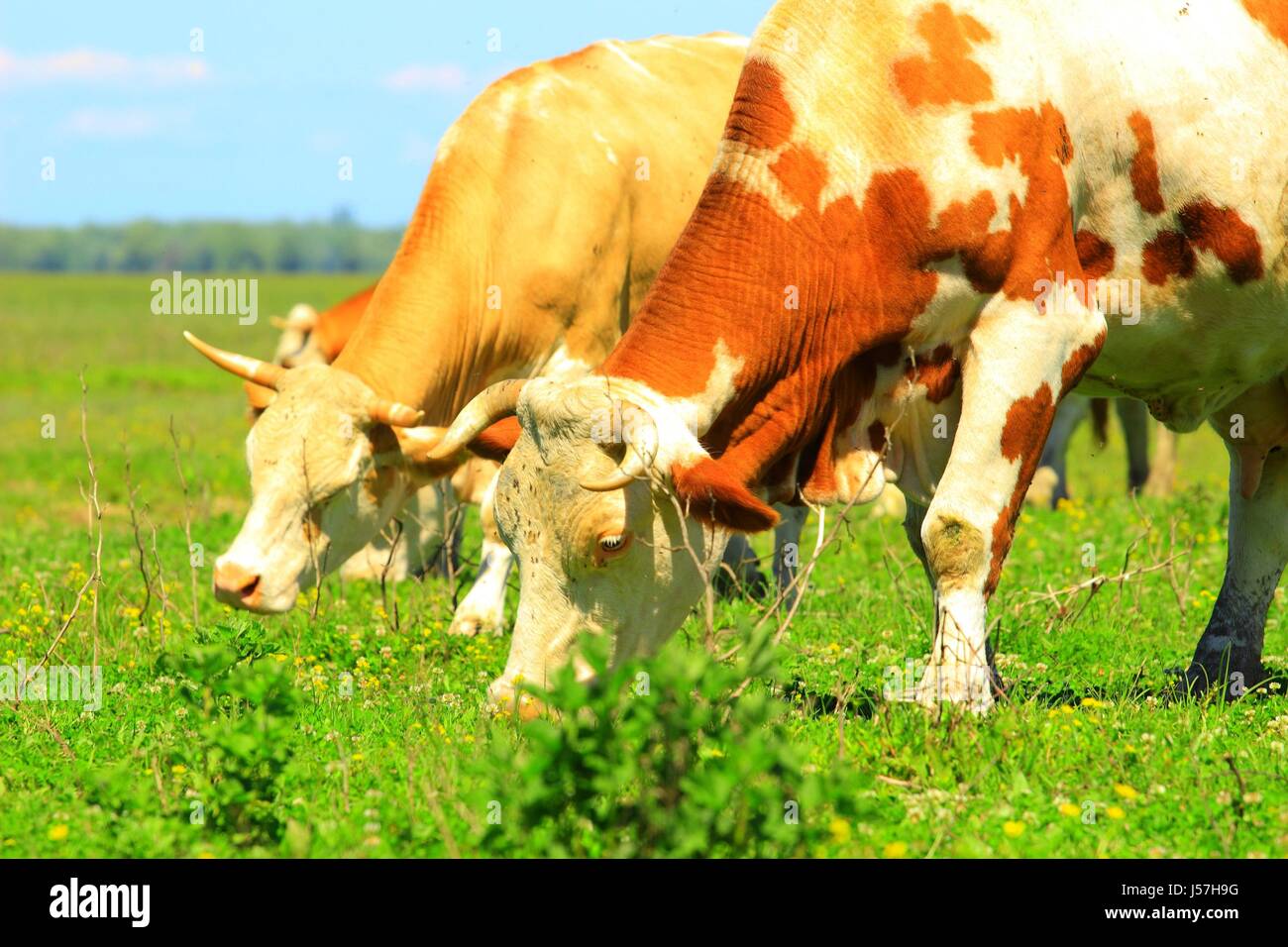 Cows grazing on farm Stock Photo - Alamy