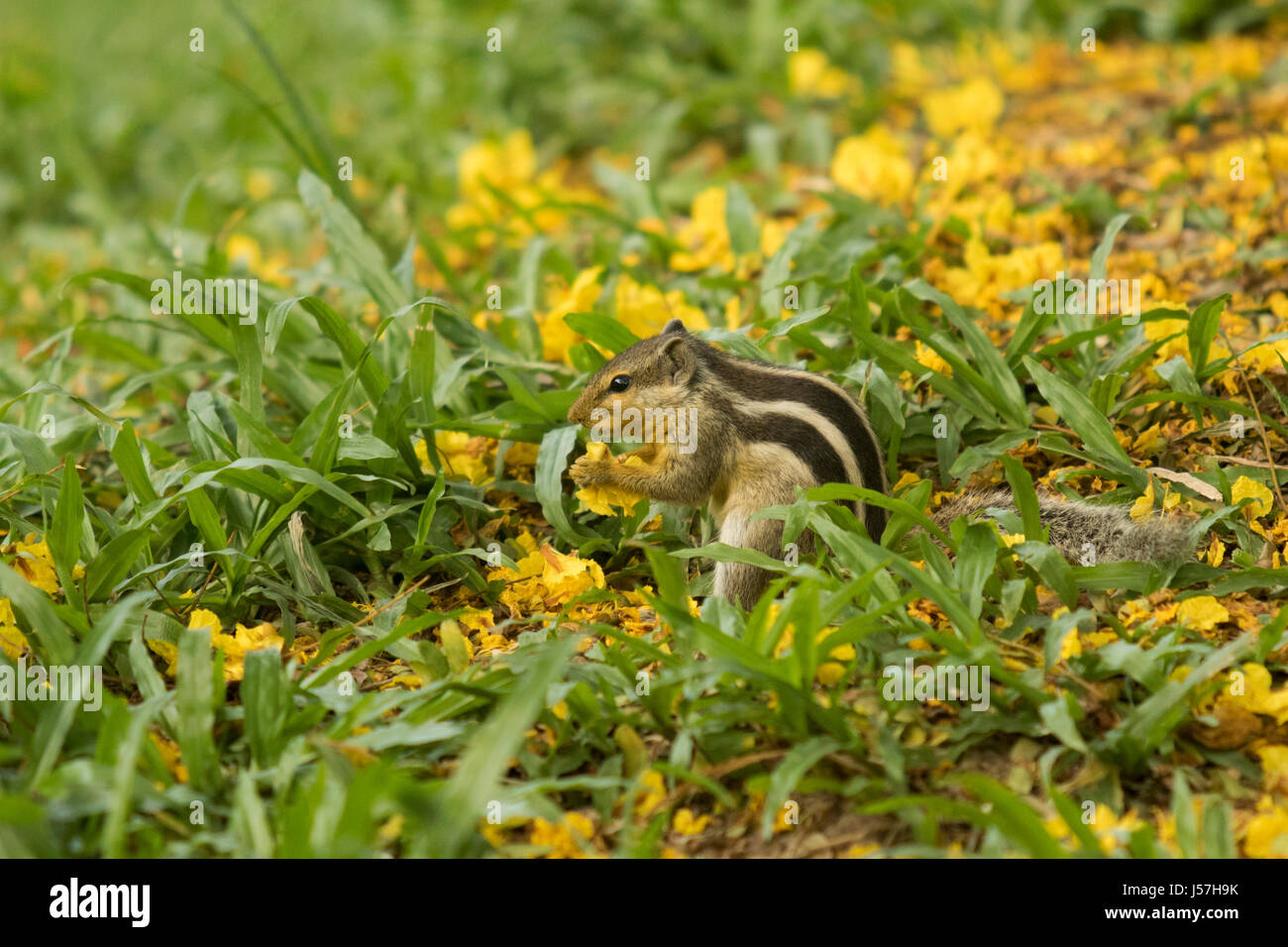 The Indian palm squirrel or three-striped palm squirrel at Ramna Park ...